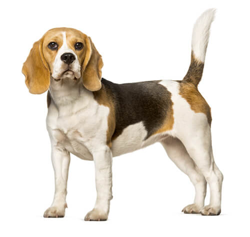 Beagle Πληροφορίες ράτσας σκύλου | Purina
