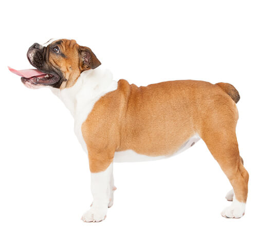 Bulldog Πληροφορίες ράτσας σκύλου | Purina