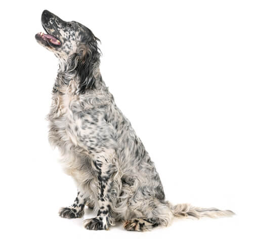 English Setter Πληροφορίες ράτσας σκύλου | Purina