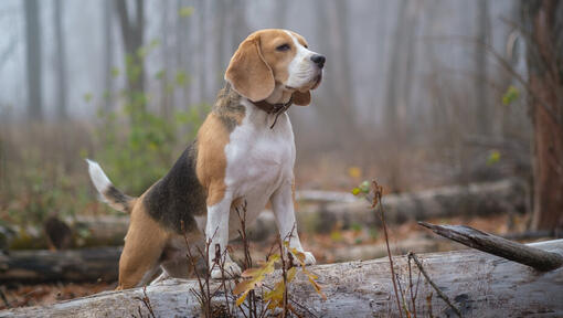 Beagle Πληροφορίες ράτσας σκύλου | Purina
